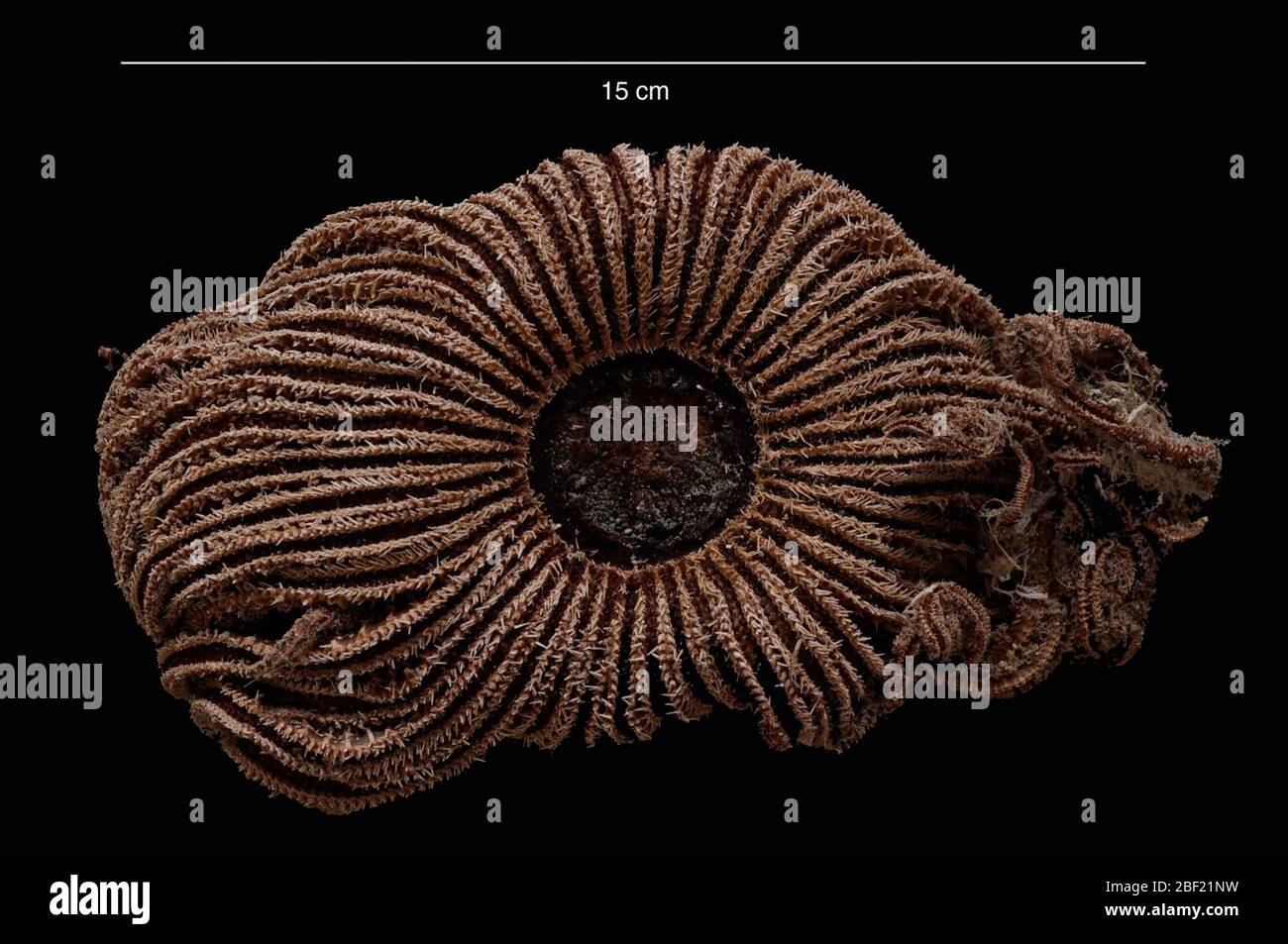 Labidiaster annulatus hi-res stock photography and images - Alamy