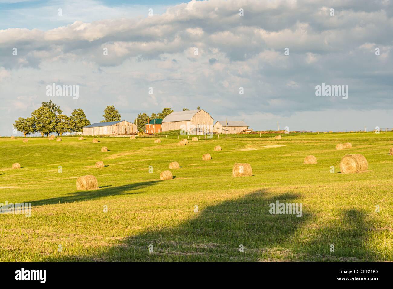 Cattle pasturing on farm field Canada Stock Photo - Alamy