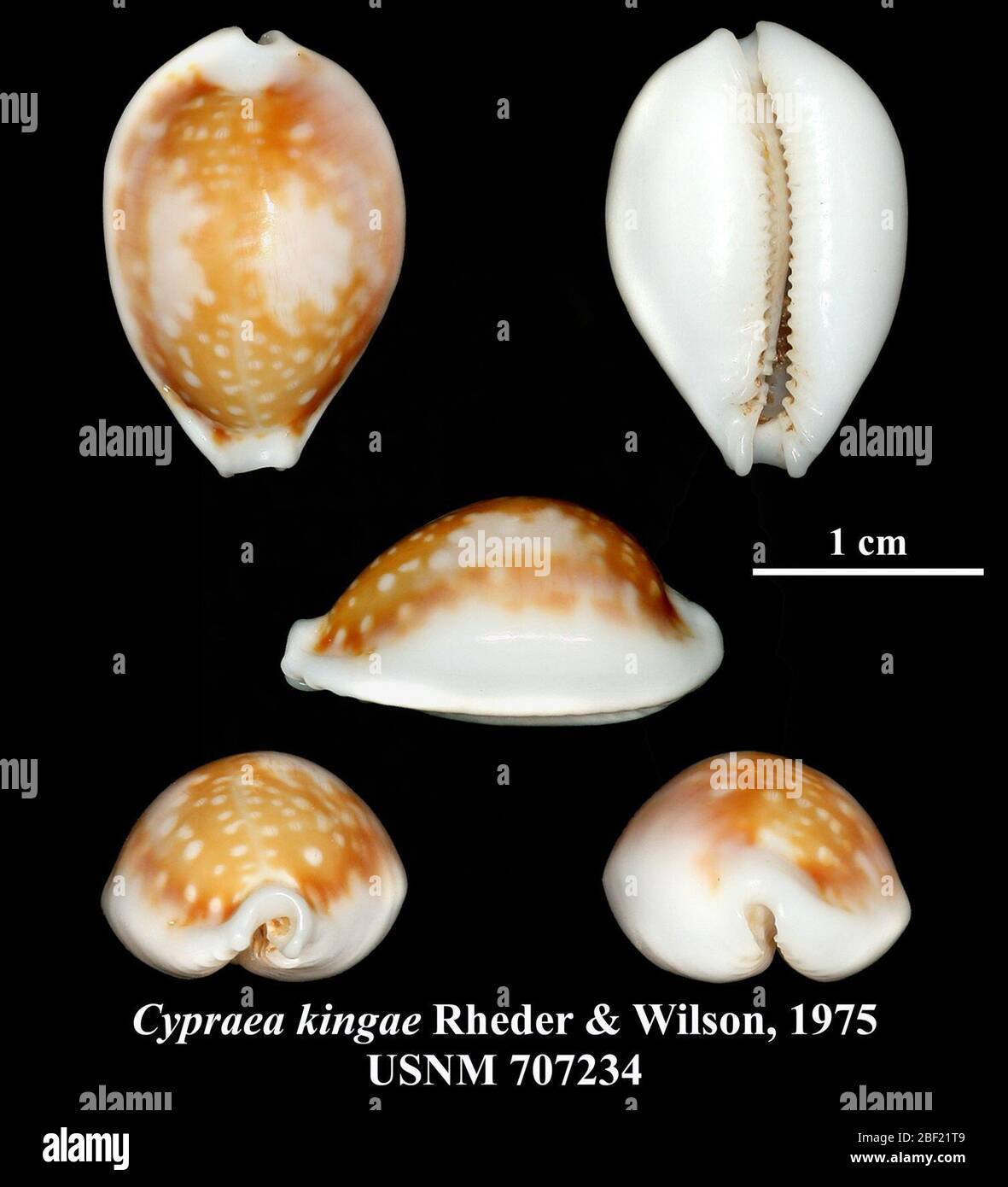 81 20 hi-res stock photography and images - Alamy