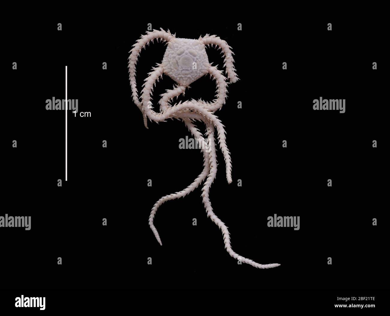 Amphiura hi-res stock photography and images - Alamy