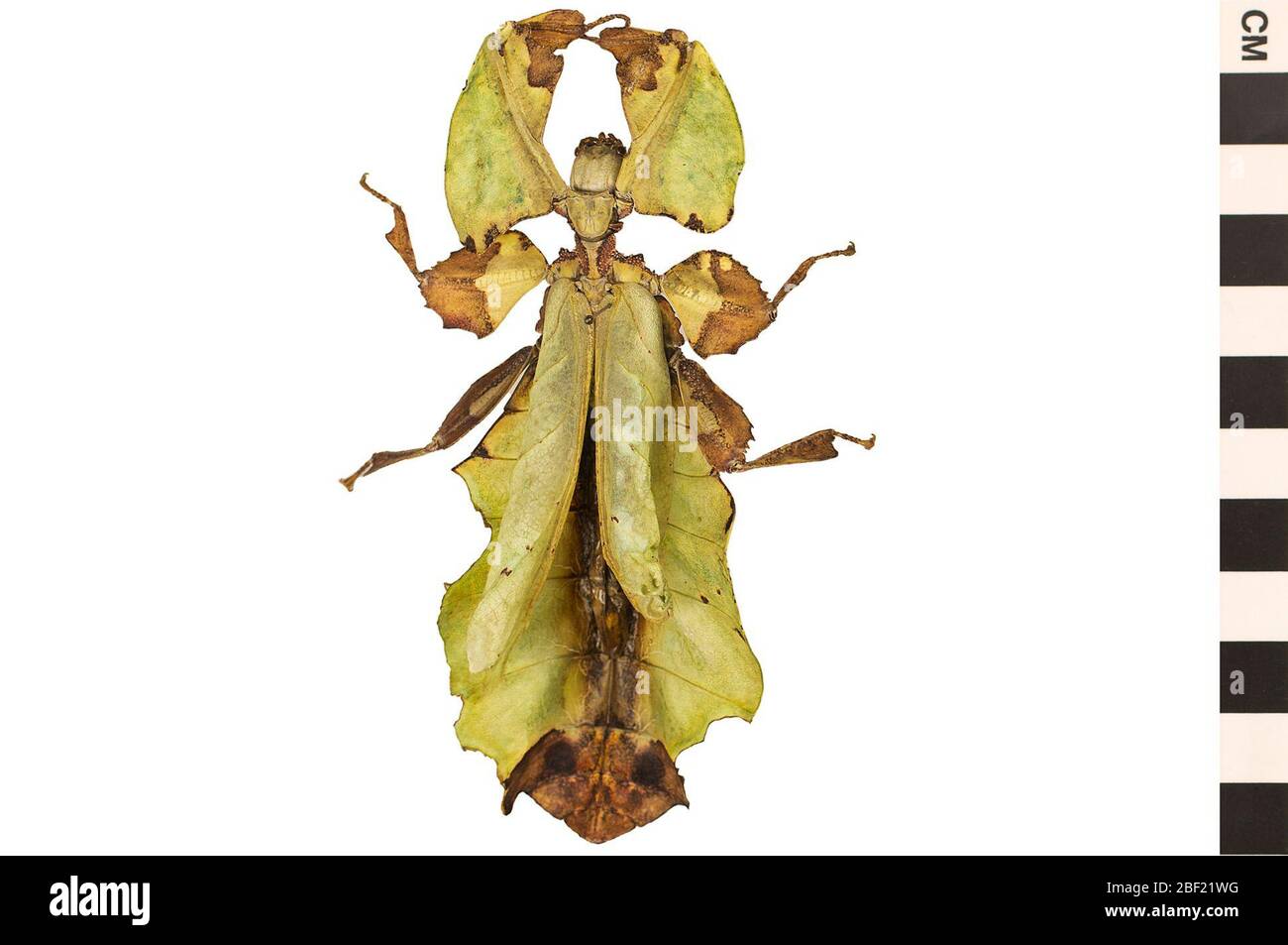 Giant malaysian leaf insect hi-res stock photography and images - Alamy