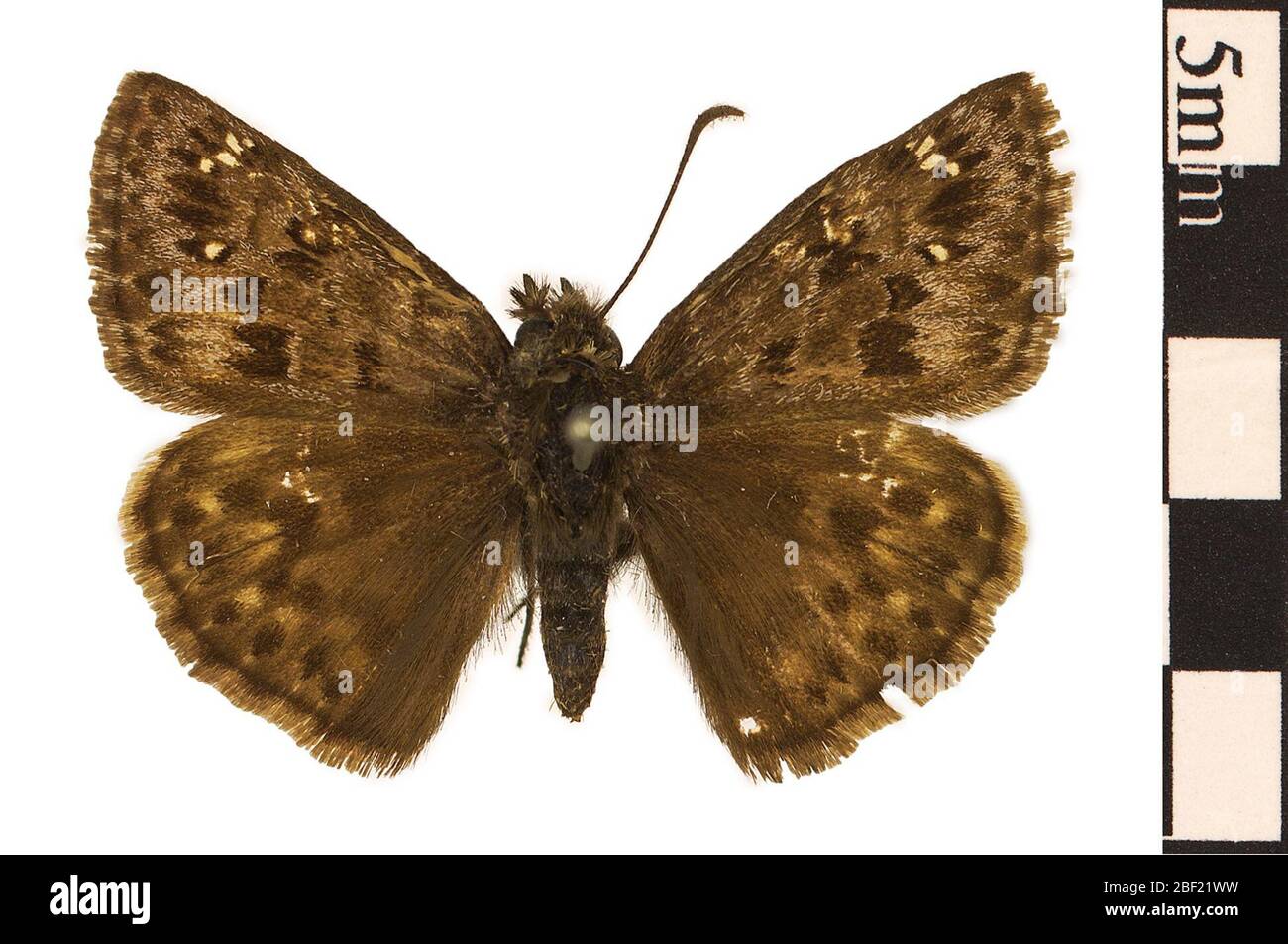 Mottled duskywing hi-res stock photography and images - Alamy