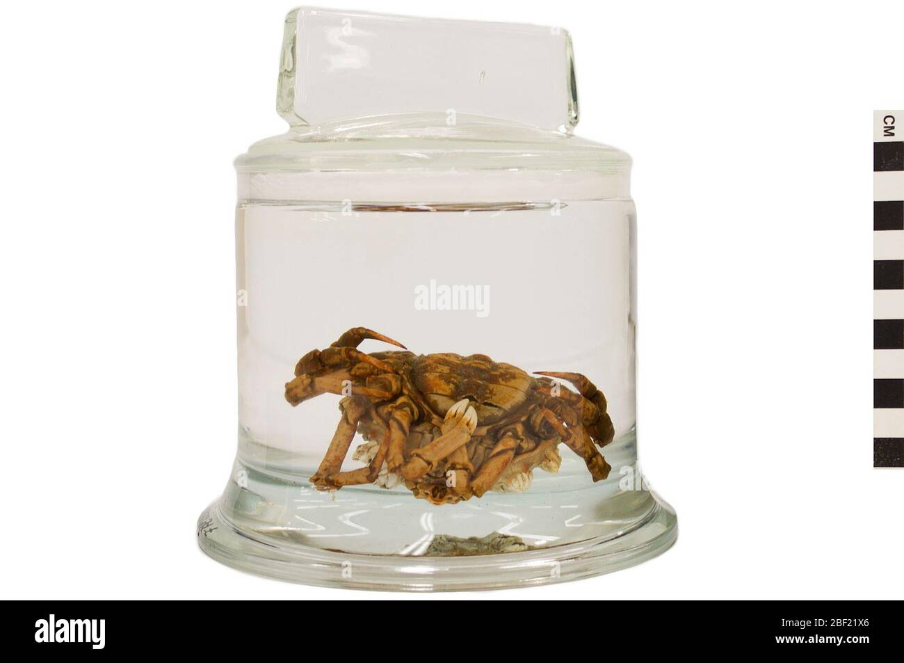 Nine spined spider crab hi-res stock photography and images - Alamy