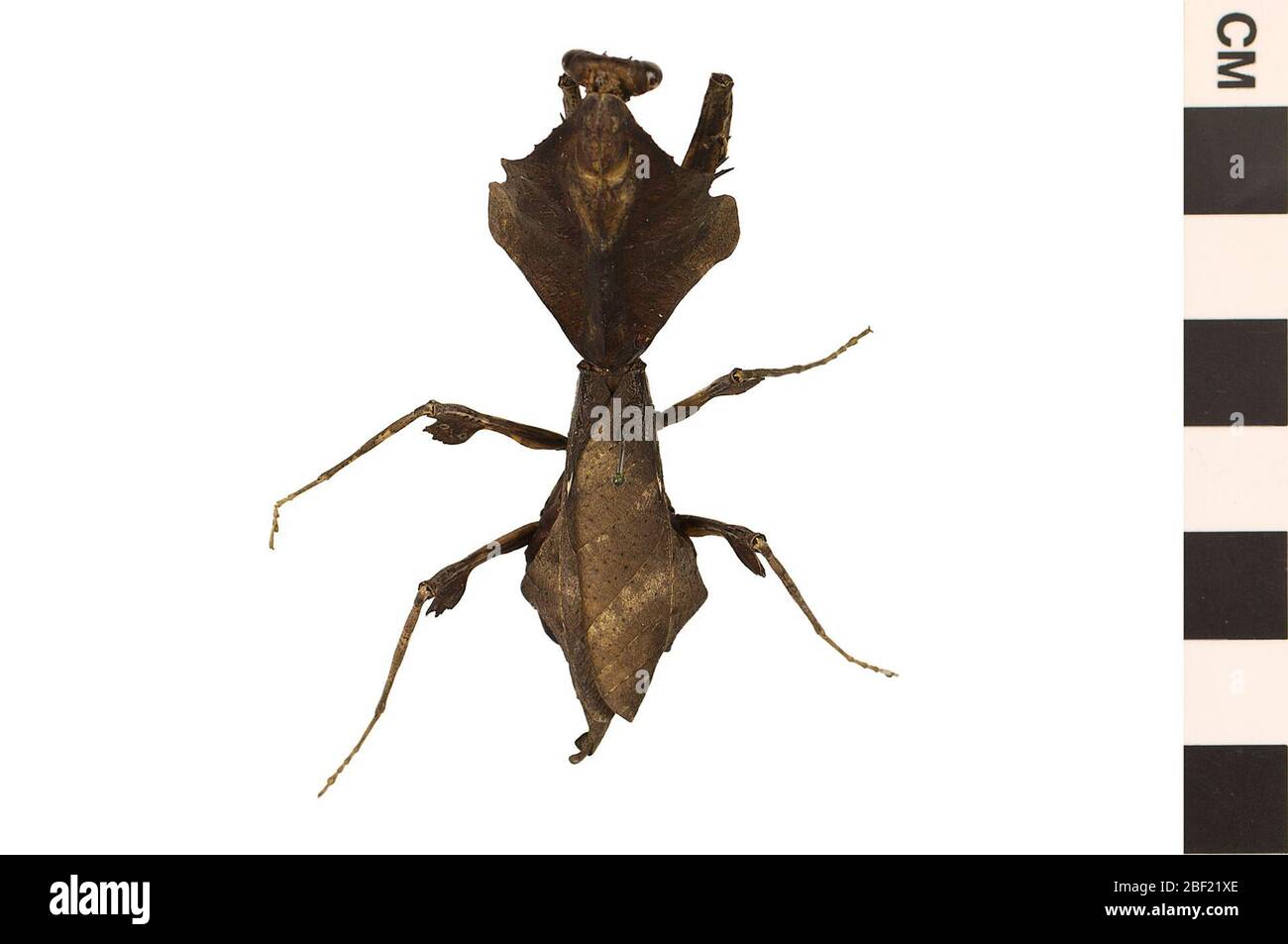Giant dead leaf mantis or malaysian dead leaf mantis hi-res stock ...