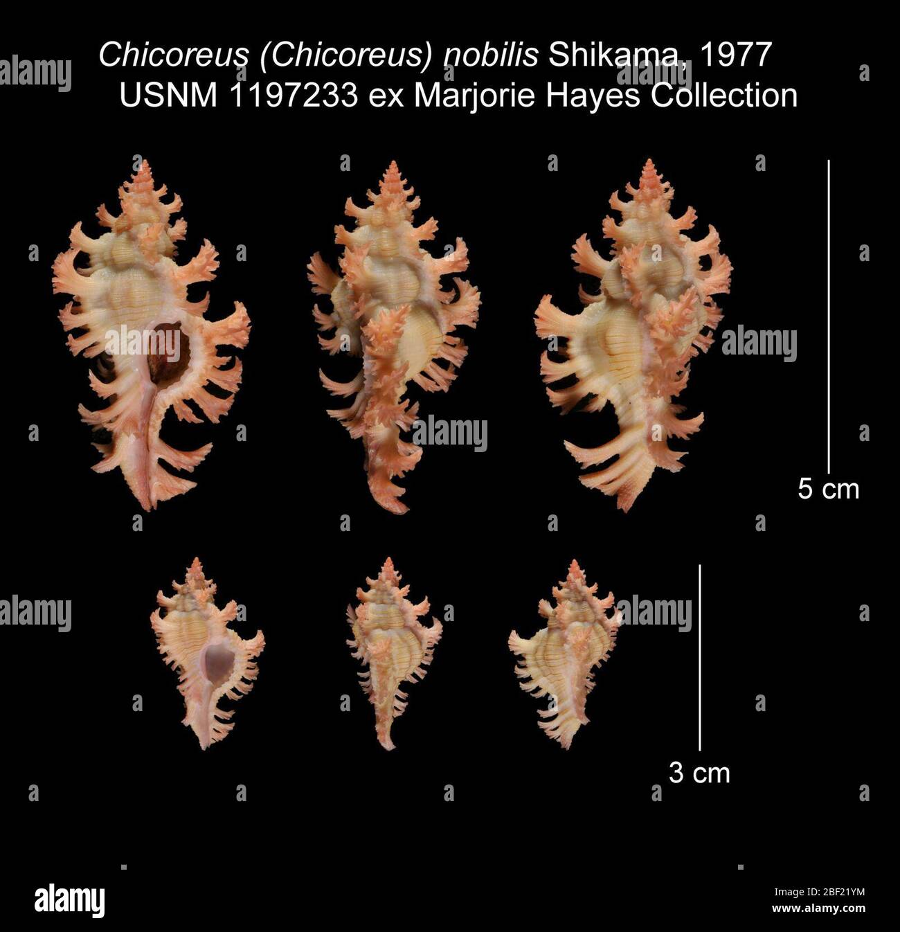 12 nov hi-res stock photography and images - Alamy