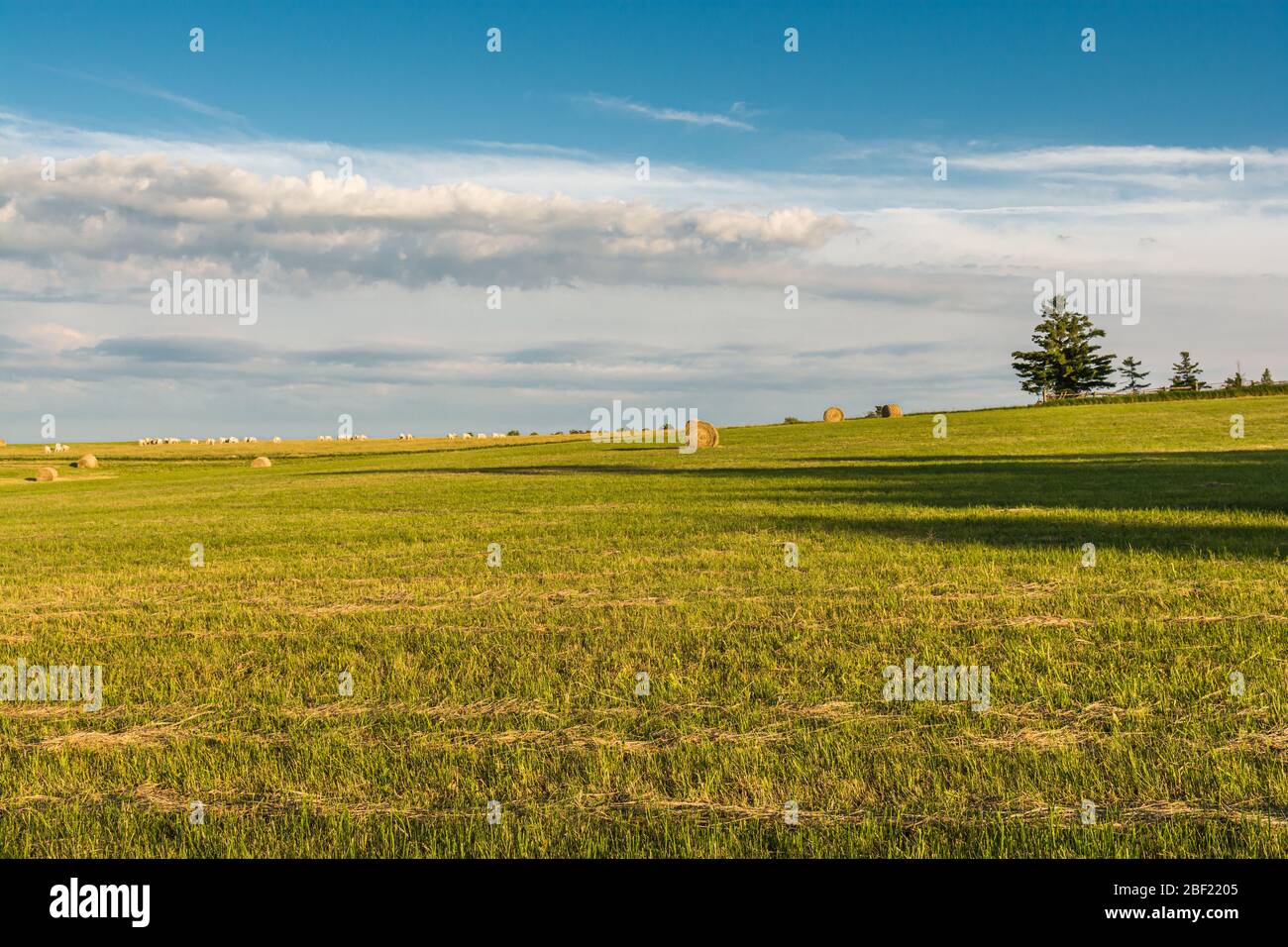 Cattle pasturing on farm field Canada Stock Photo - Alamy