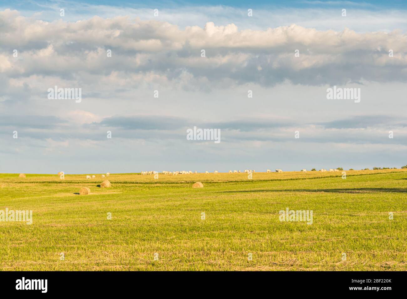 Pasturing cattle hi-res stock photography and images - Alamy
