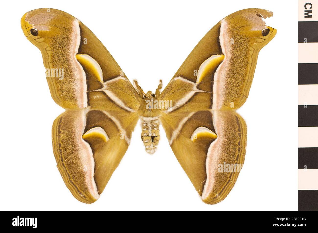 Cynthia moth hi-res stock photography and images - Alamy