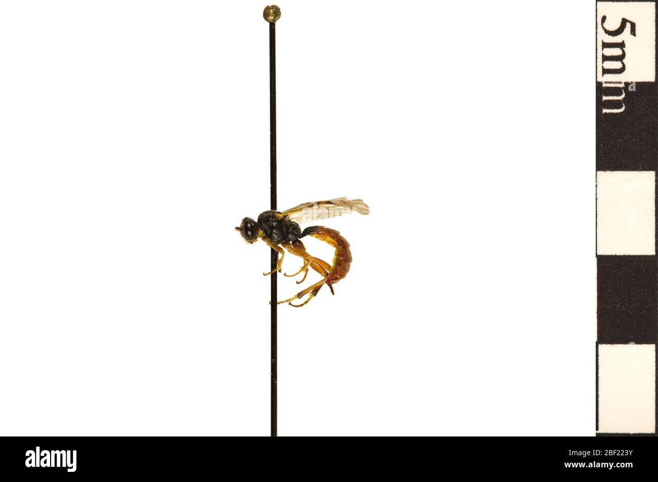 Wasp morphology hi-res stock photography and images - Alamy