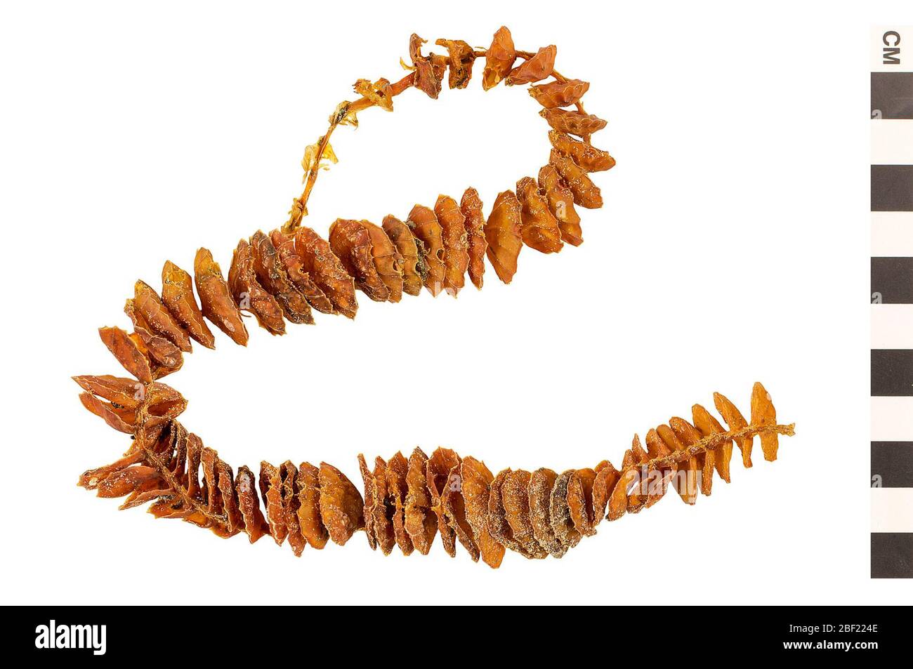 Whelk egg case hi-res stock photography and images - Alamy