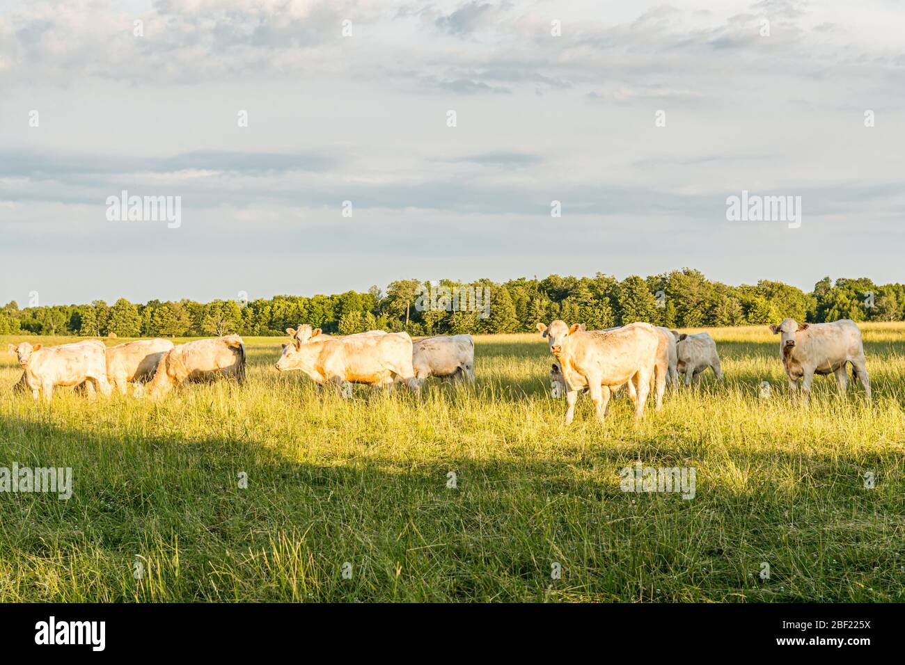 Cattle pasturing on farm field Canada Stock Photo - Alamy