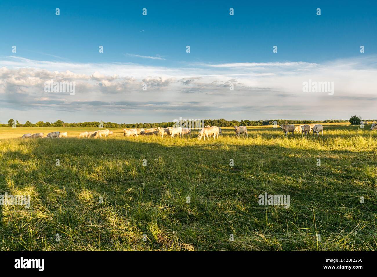 Pasturing hi-res stock photography and images - Alamy