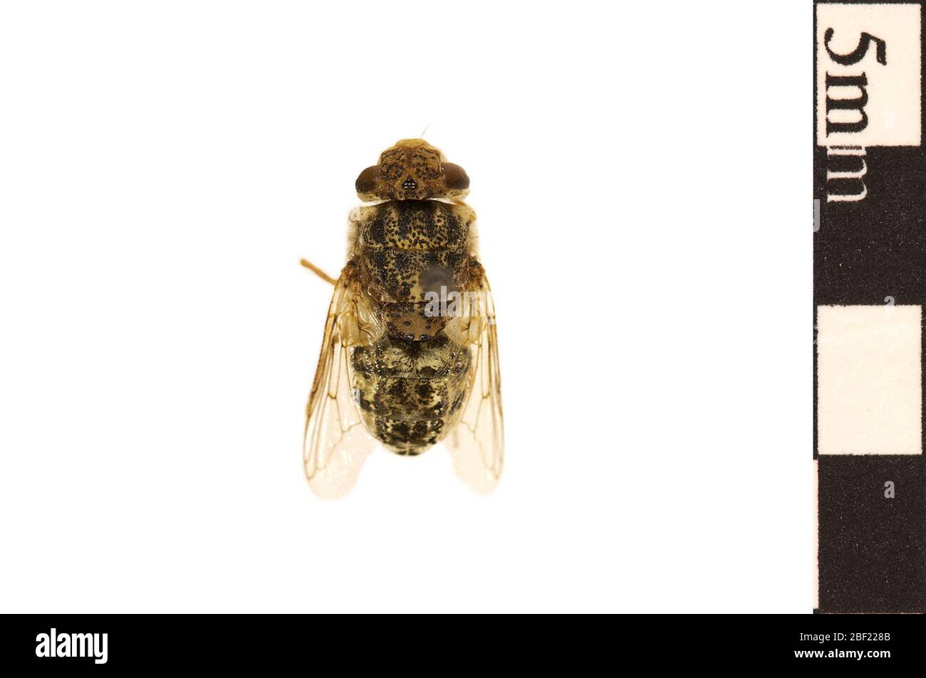 Sheep bot fly hi-res stock photography and images - Alamy