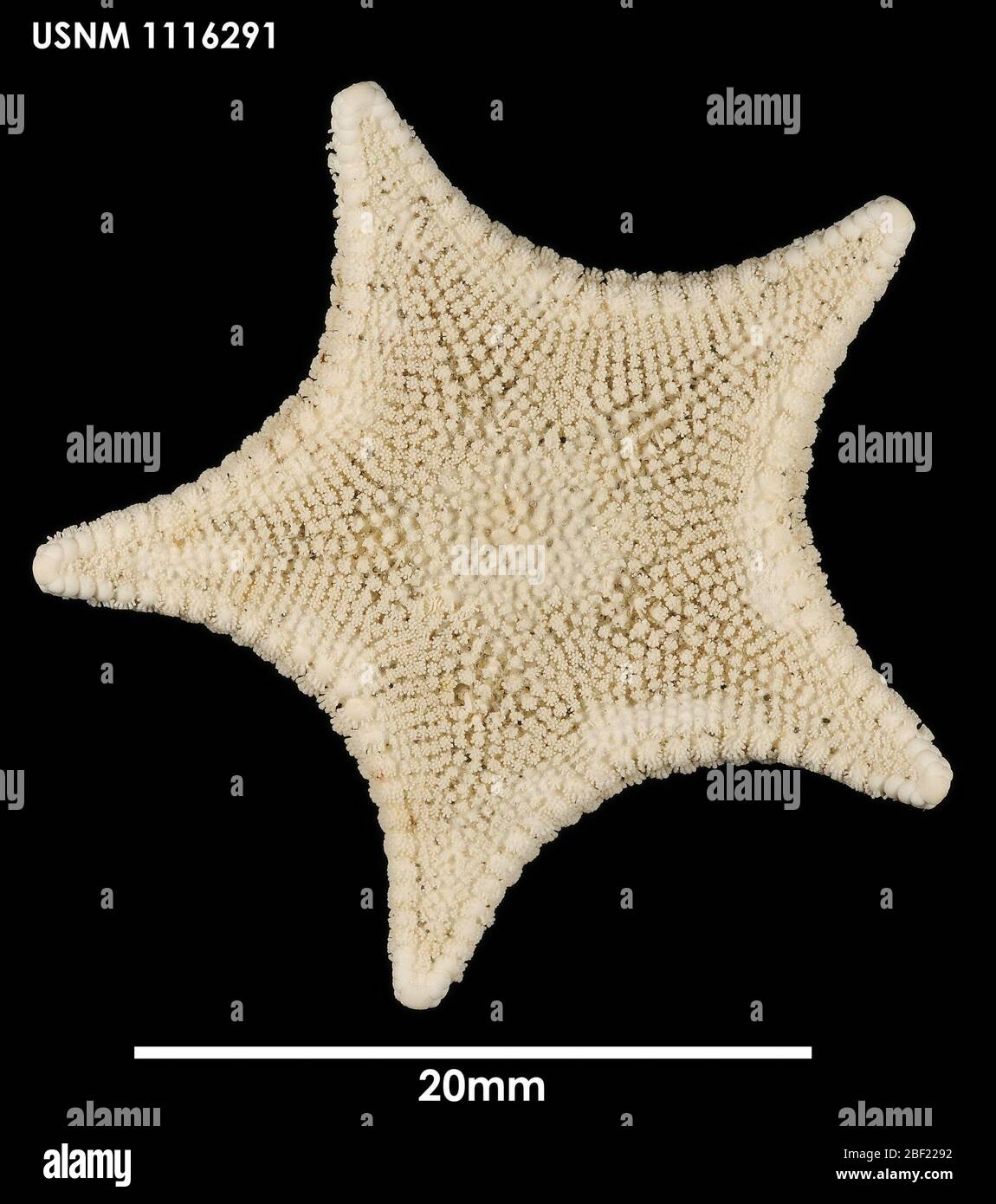 Odontaster hi-res stock photography and images - Alamy