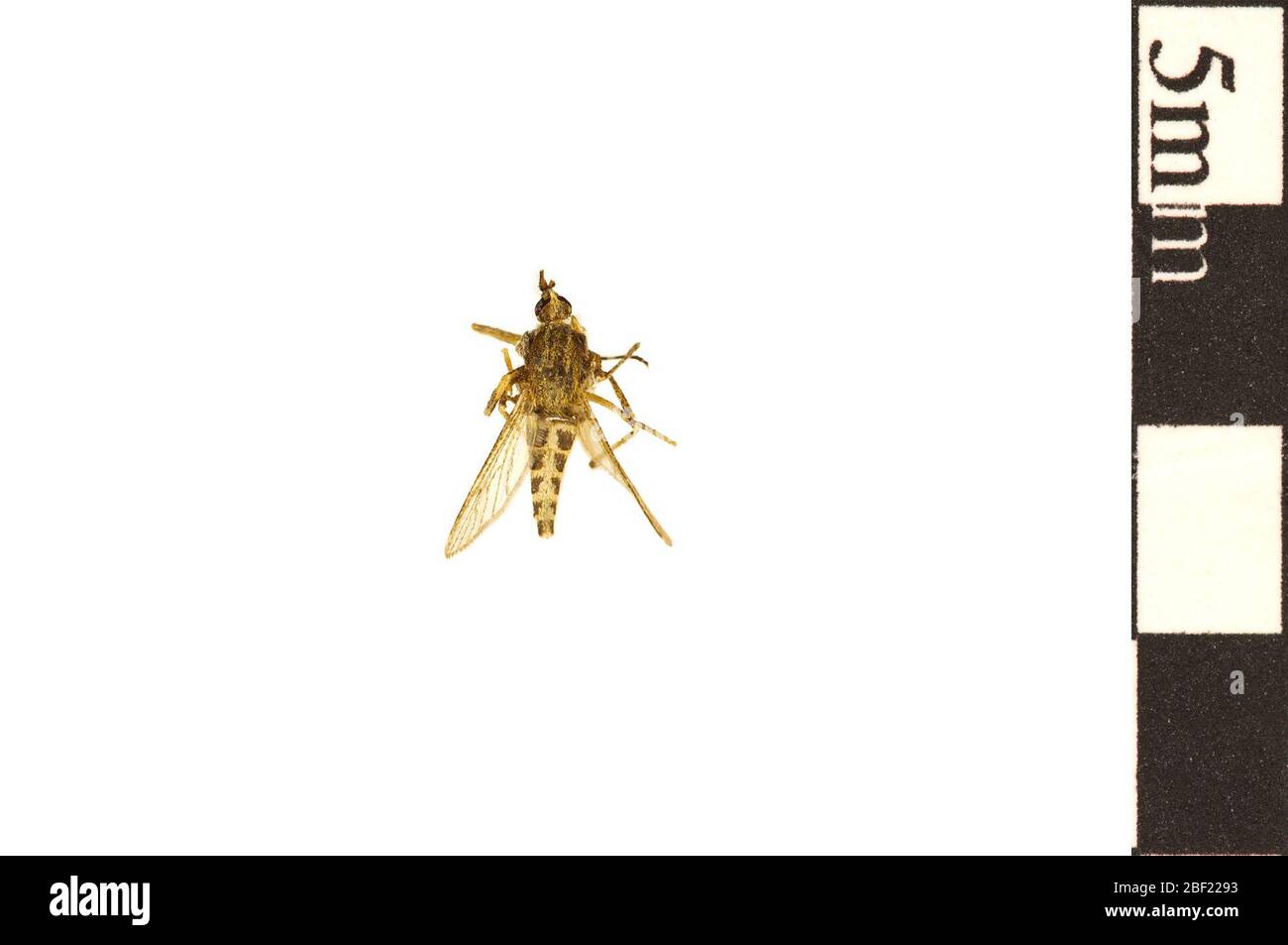 Mosquito adaptation hi-res stock photography and images - Alamy