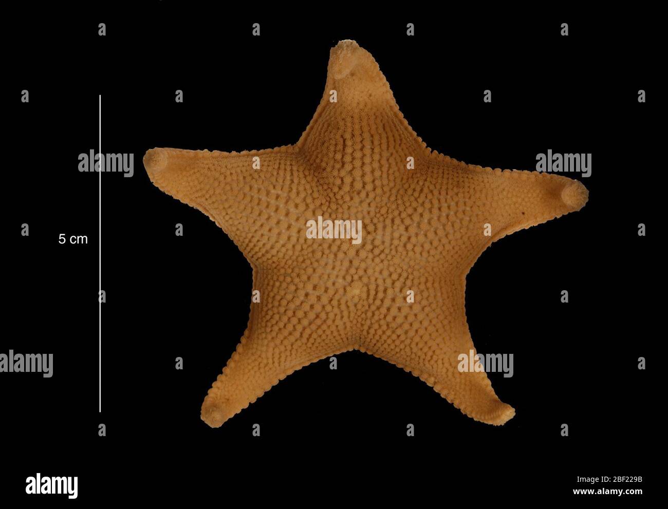 Odontaster meridionalis. 30 Sep 20161 Stock Photo - Alamy