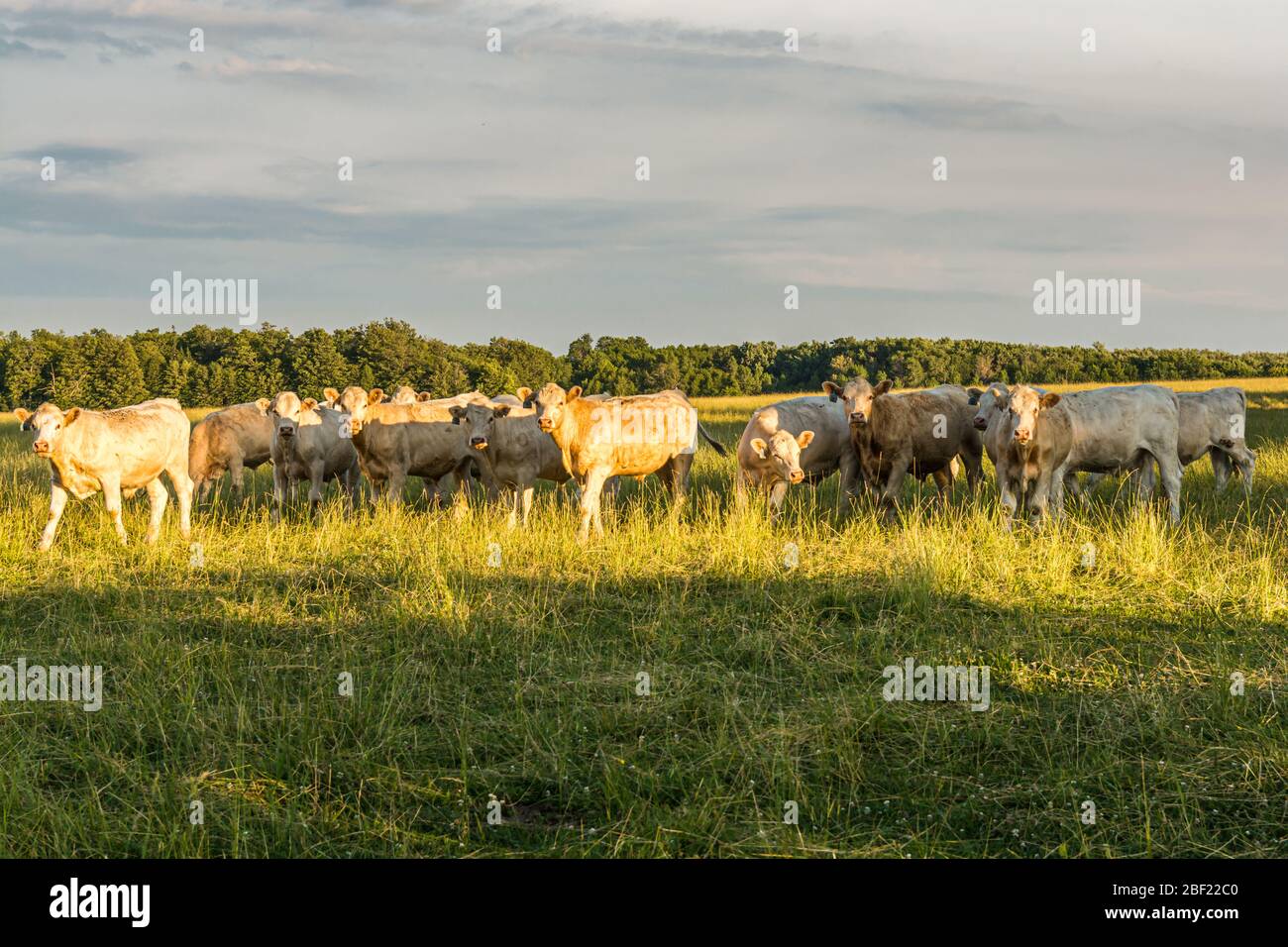 Cattle pasturing on farm field Canada Stock Photo - Alamy