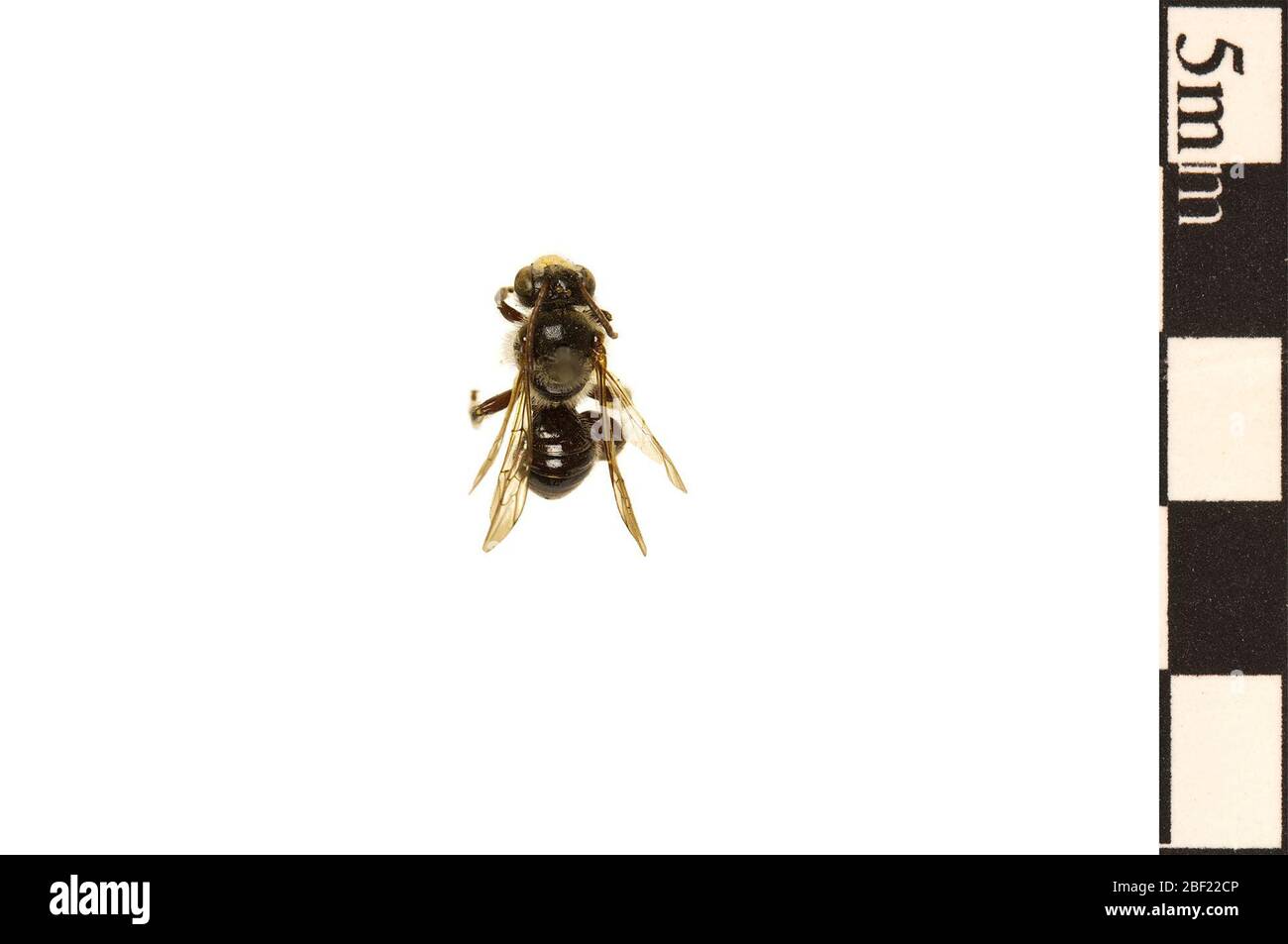 Melittid bee hi-res stock photography and images - Alamy