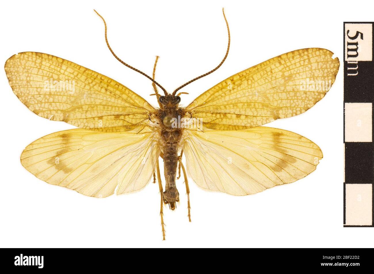 Giant Rusty Sedge Giant Casemaker Large Caddisfly. This object is part ...