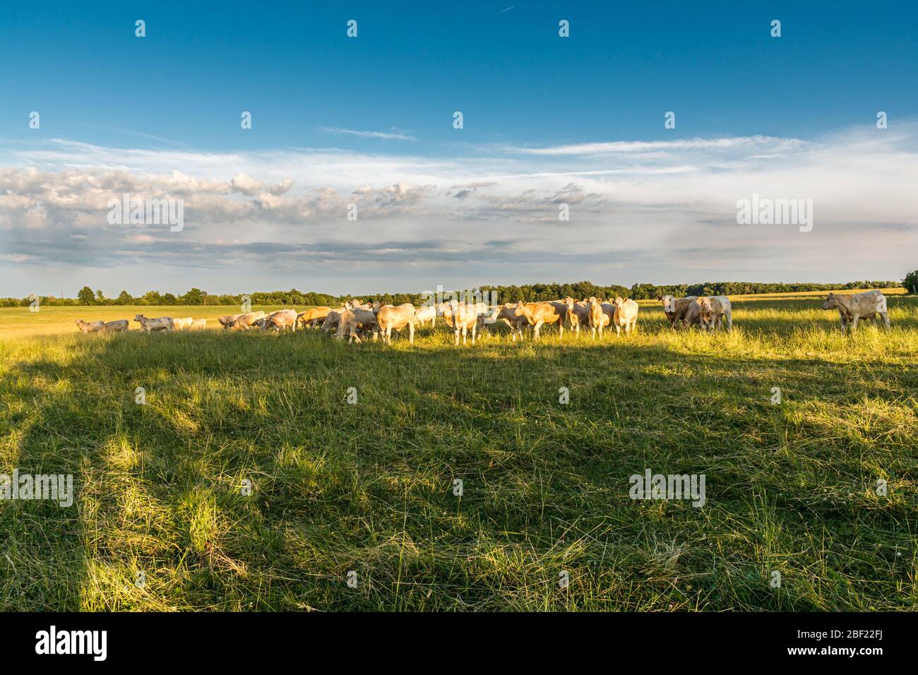 Cattle pasturing on farm field Canada Stock Photo - Alamy