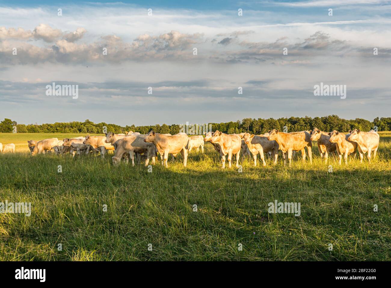 Cattle pasturing on farm field Canada Stock Photo - Alamy