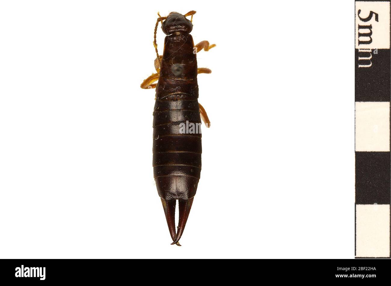 Maritime Earwig. This object is part of the Education and Outreach ...