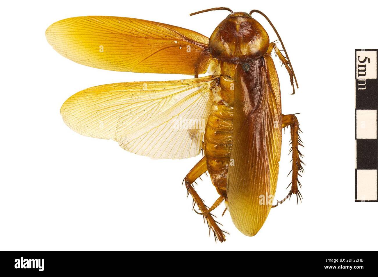 Adaptability in education hi-res stock photography and images - Alamy