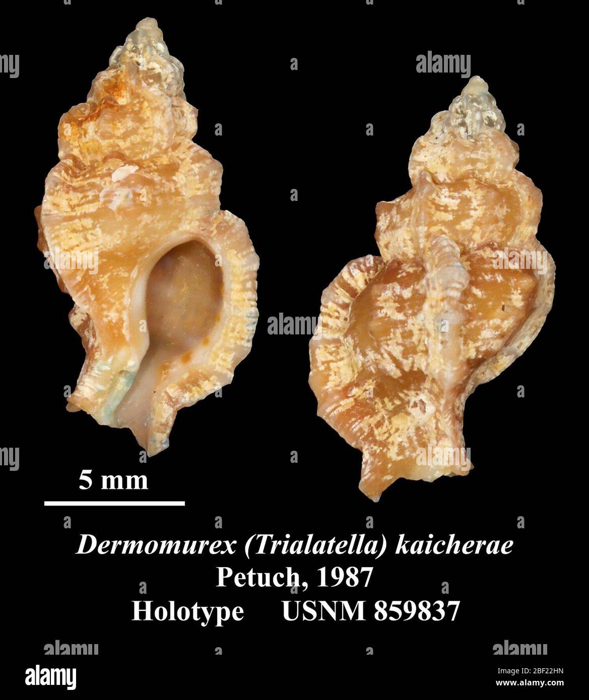 Dermomurex Trialatella kaicherae. 20 Jan 20161 Stock Photo - Alamy