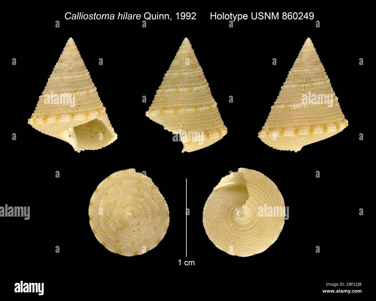 Calliostoma hi-res stock photography and images - Alamy