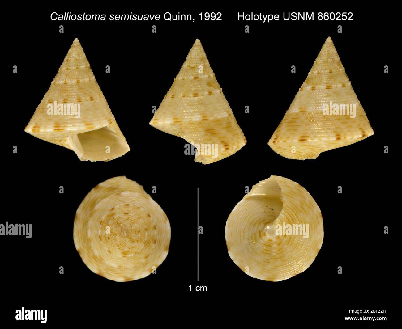 Calliostoma hi-res stock photography and images - Alamy