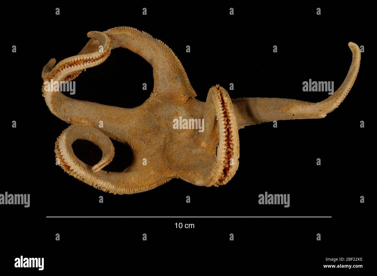 Flexuosus hi-res stock photography and images - Alamy