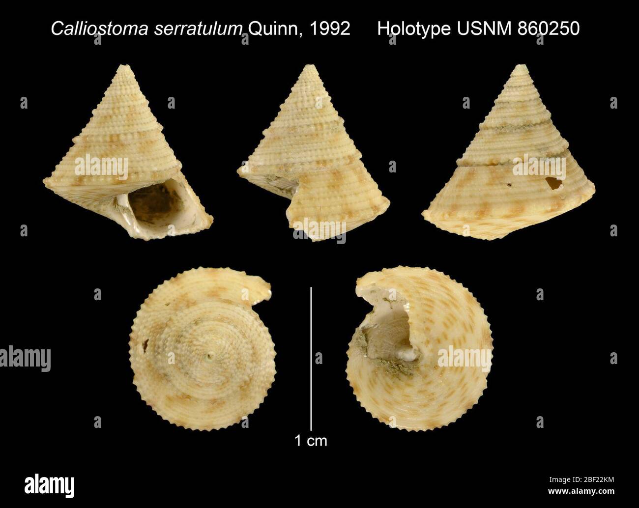 Calliostoma hi-res stock photography and images - Alamy