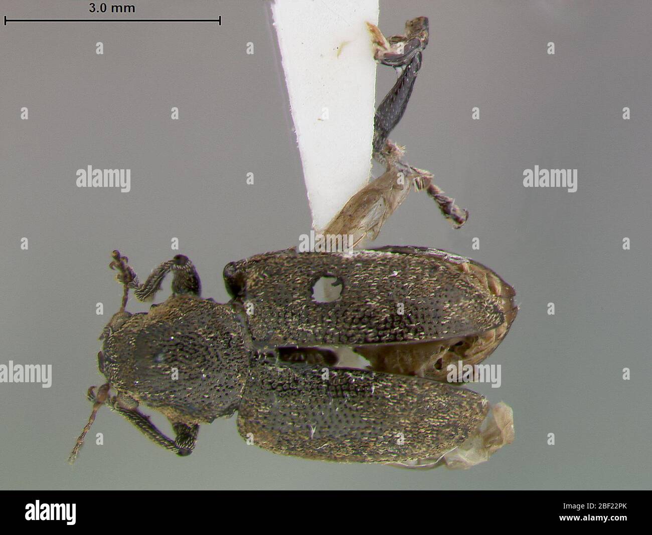 Myochrous hi-res stock photography and images - Alamy