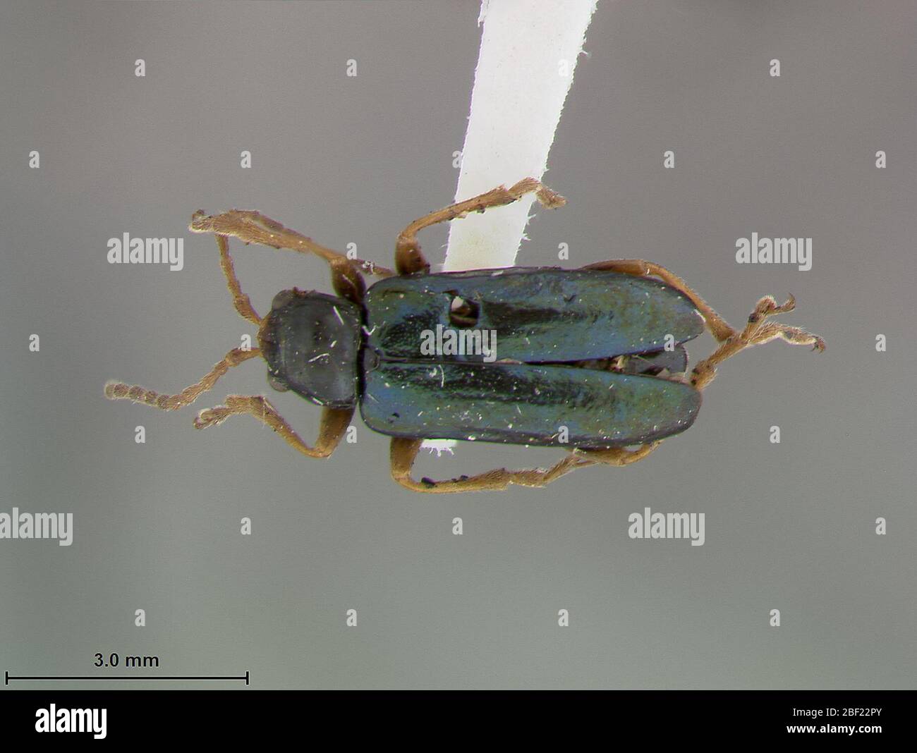 Leechi hi-res stock photography and images - Alamy