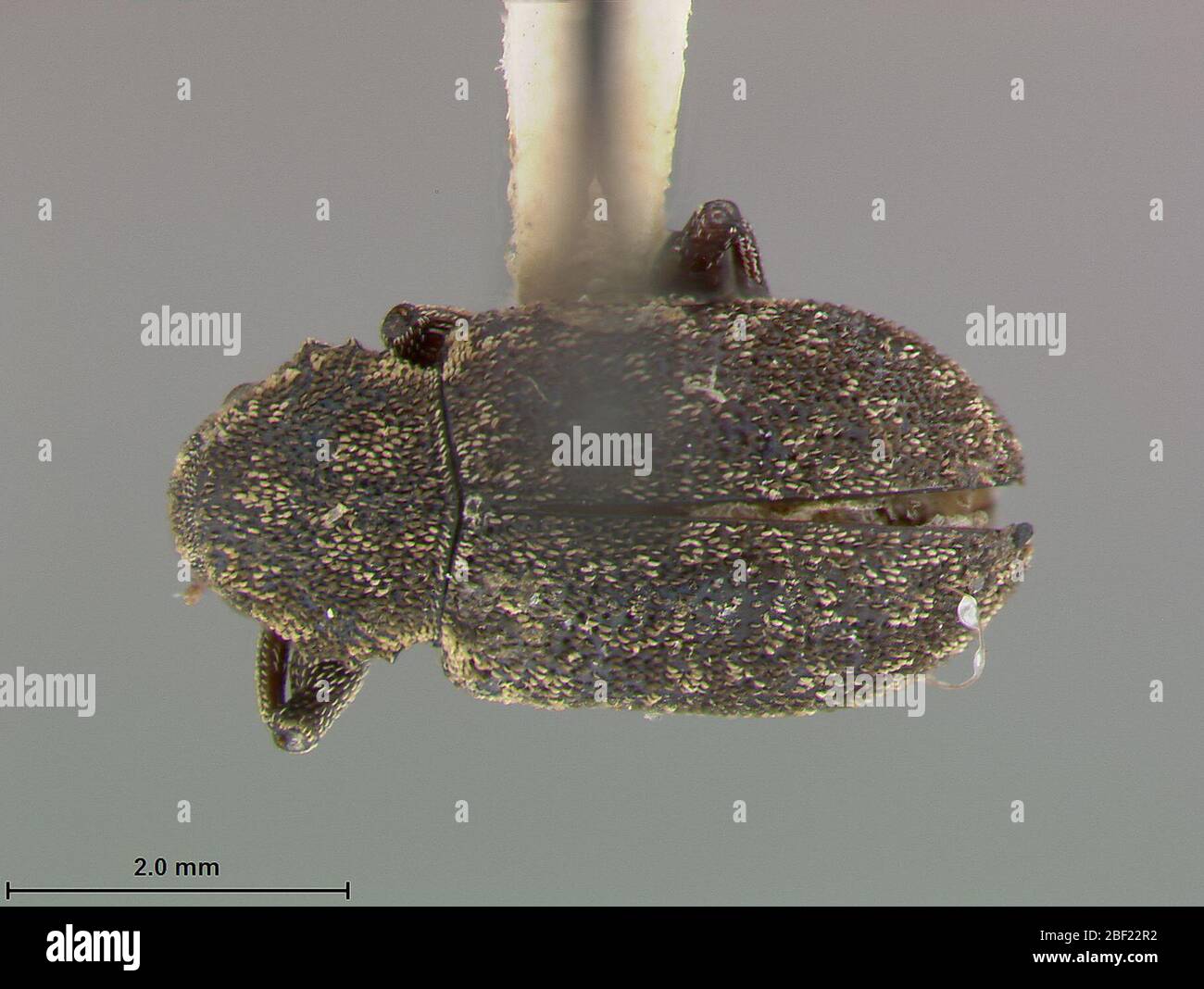 Myochrous latisetiger. 2 Mar 20171 Stock Photo - Alamy