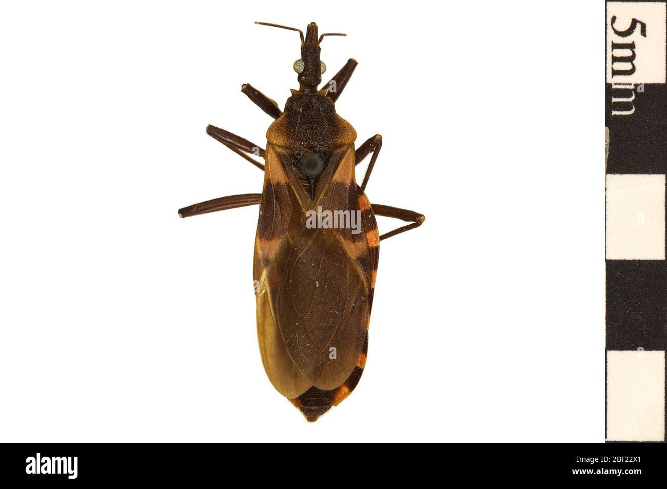 Conenose bug hi-res stock photography and images - Alamy