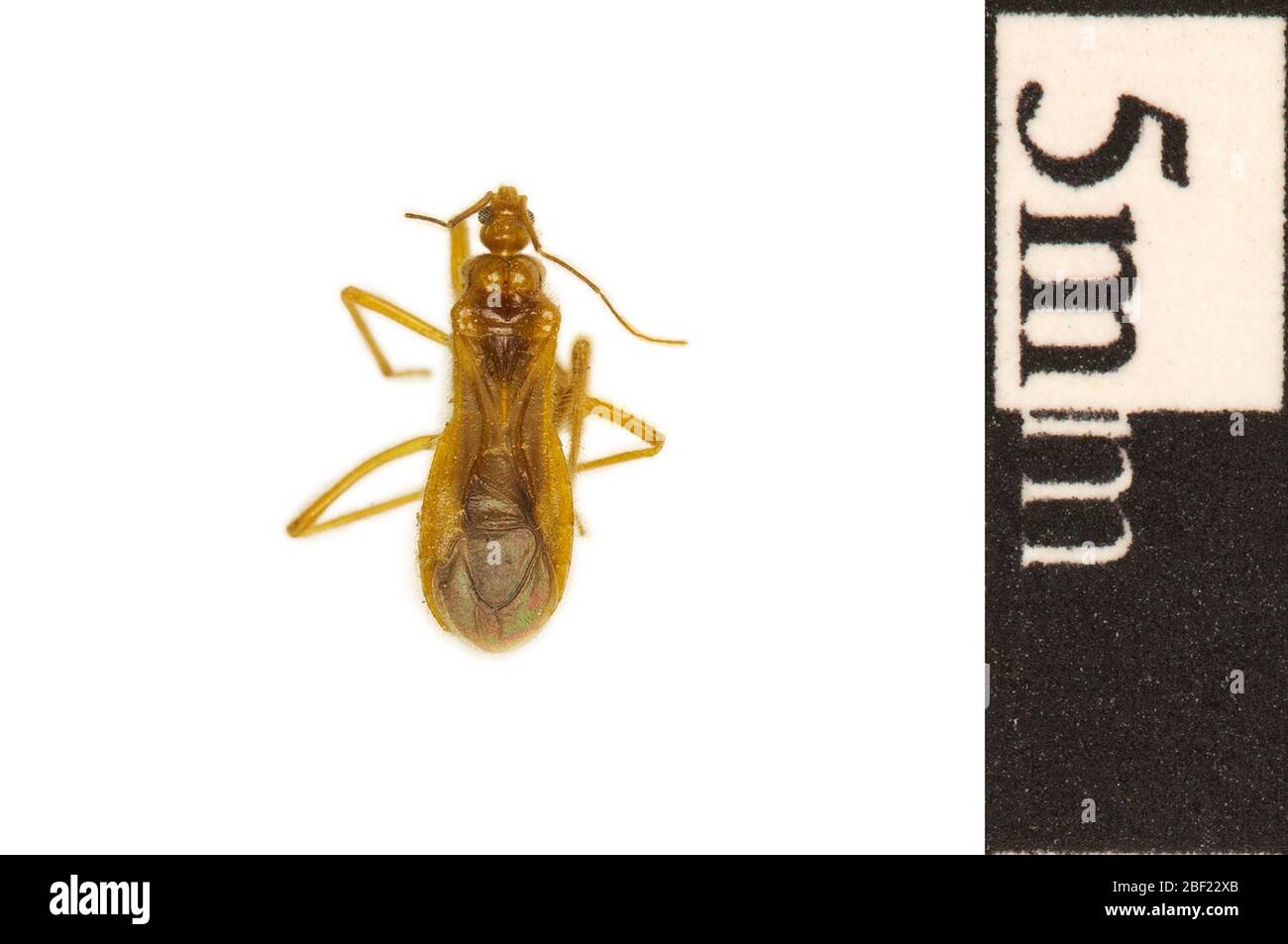 Issid planthopper hi-res stock photography and images - Alamy