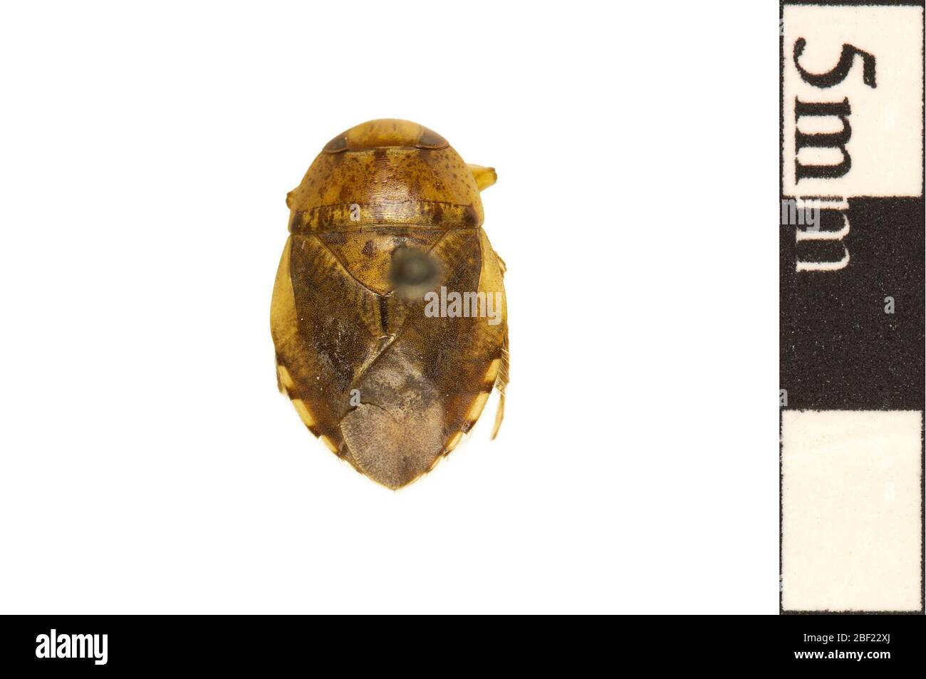 Creeping Water Bug. This object is part of the Education and Outreach ...