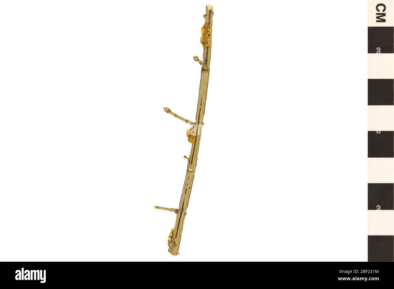 Indian wax scale hi-res stock photography and images - Alamy