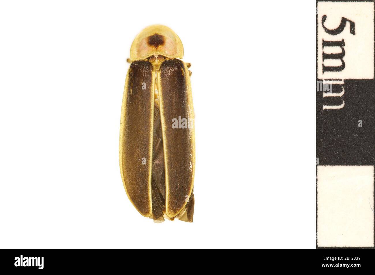 Common eastern firefly hi-res stock photography and images - Alamy