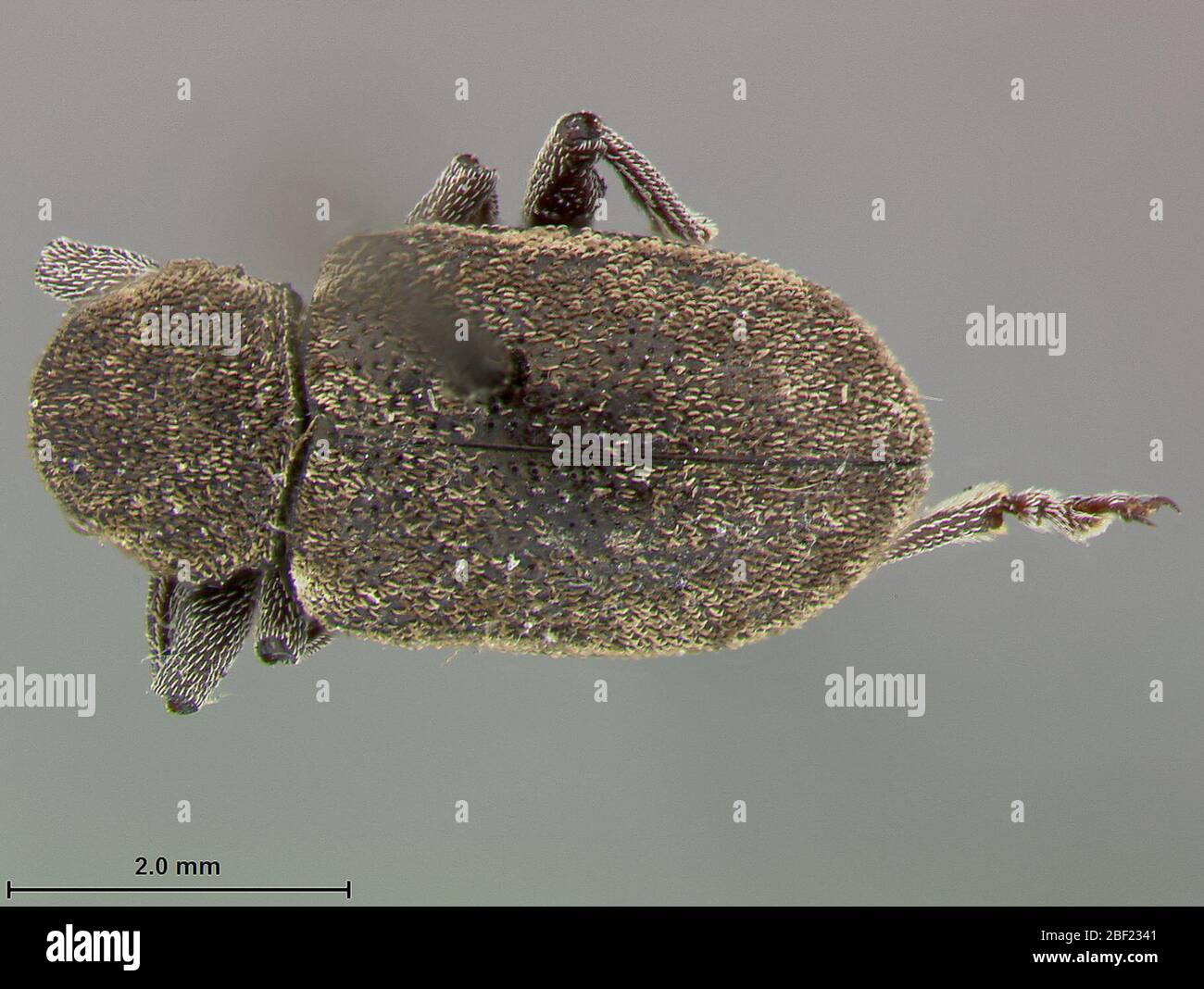 Myochrous hi-res stock photography and images - Alamy