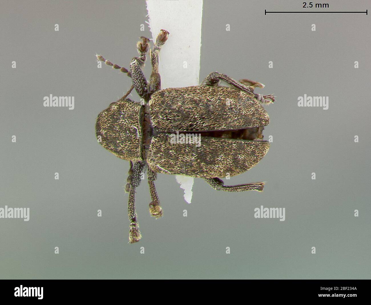 Myochrous paulus. 2 Mar 20171 Stock Photo - Alamy