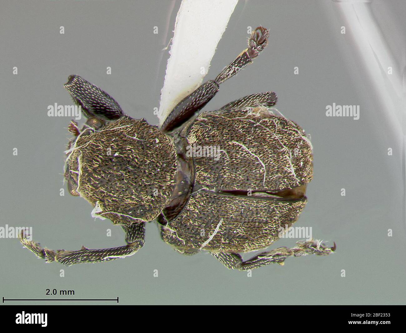 Myochrous platylonchus. 2 Mar 20171 Stock Photo - Alamy