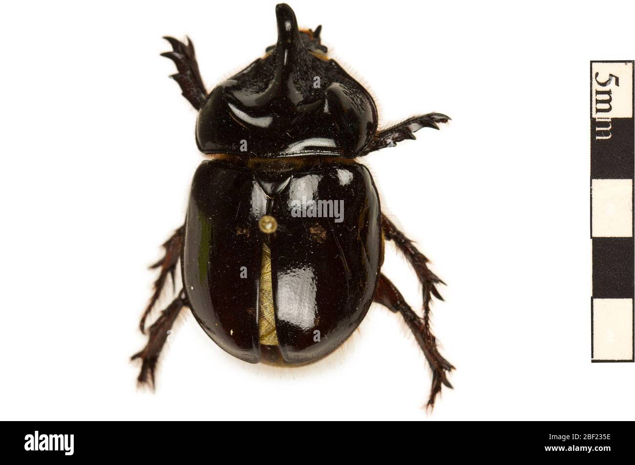 Tumble bug hi-res stock photography and images - Alamy