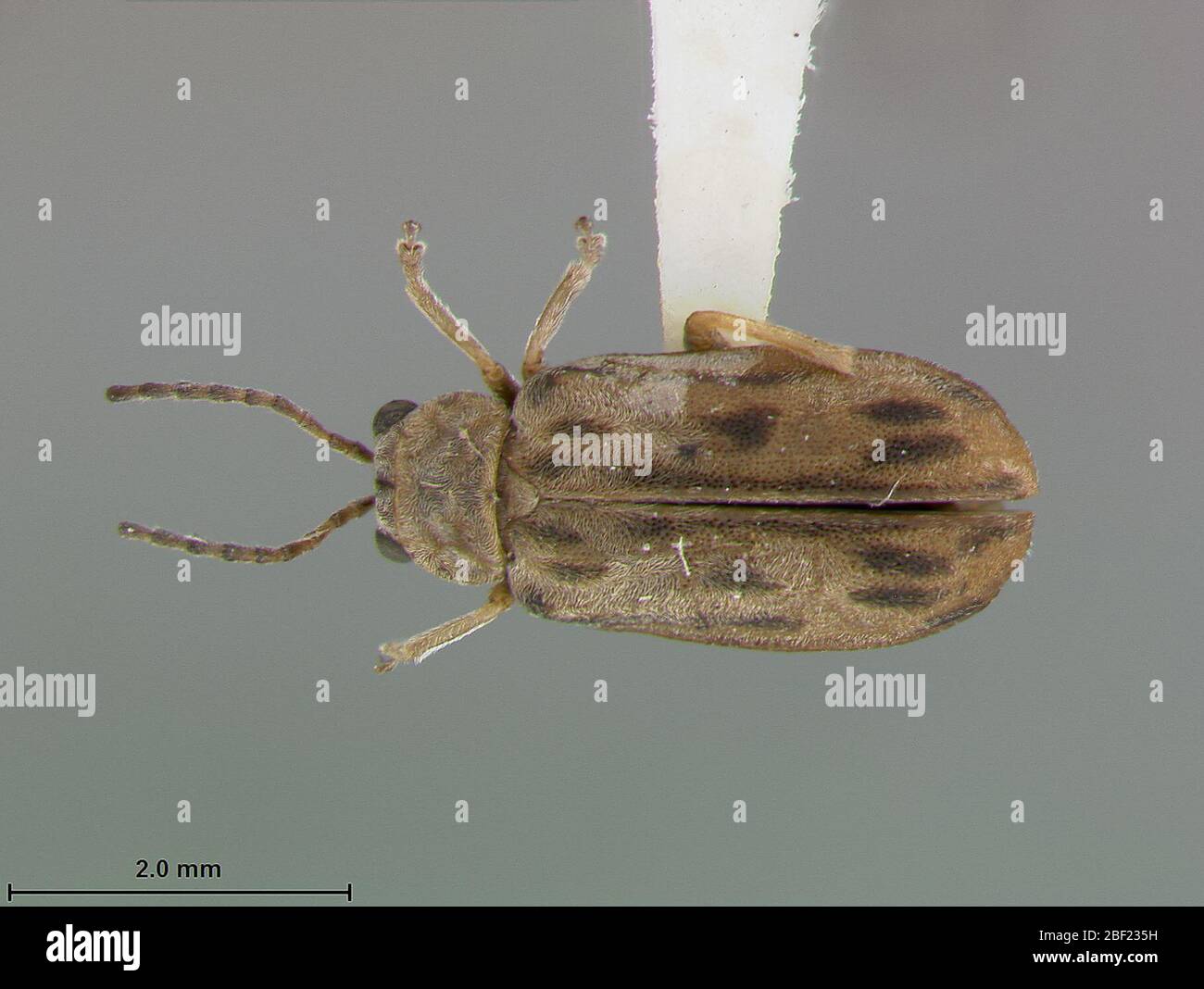 Galerucella spiloptera. 2 Mar 20171 Stock Photo - Alamy