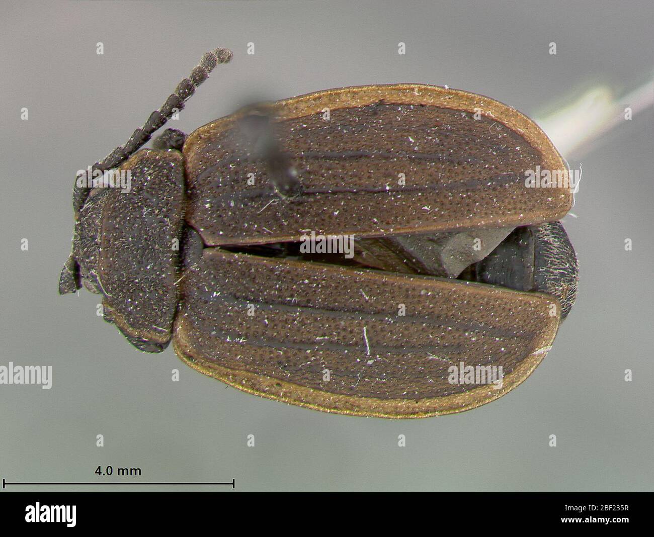 Galeruca hi-res stock photography and images - Alamy