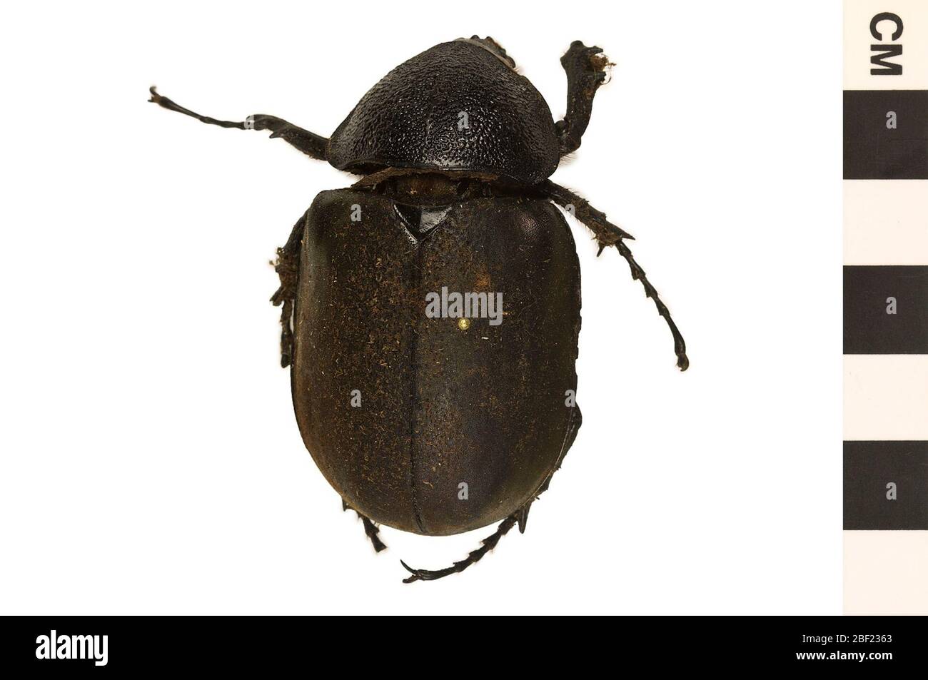 Atlas beetle hi-res stock photography and images - Alamy