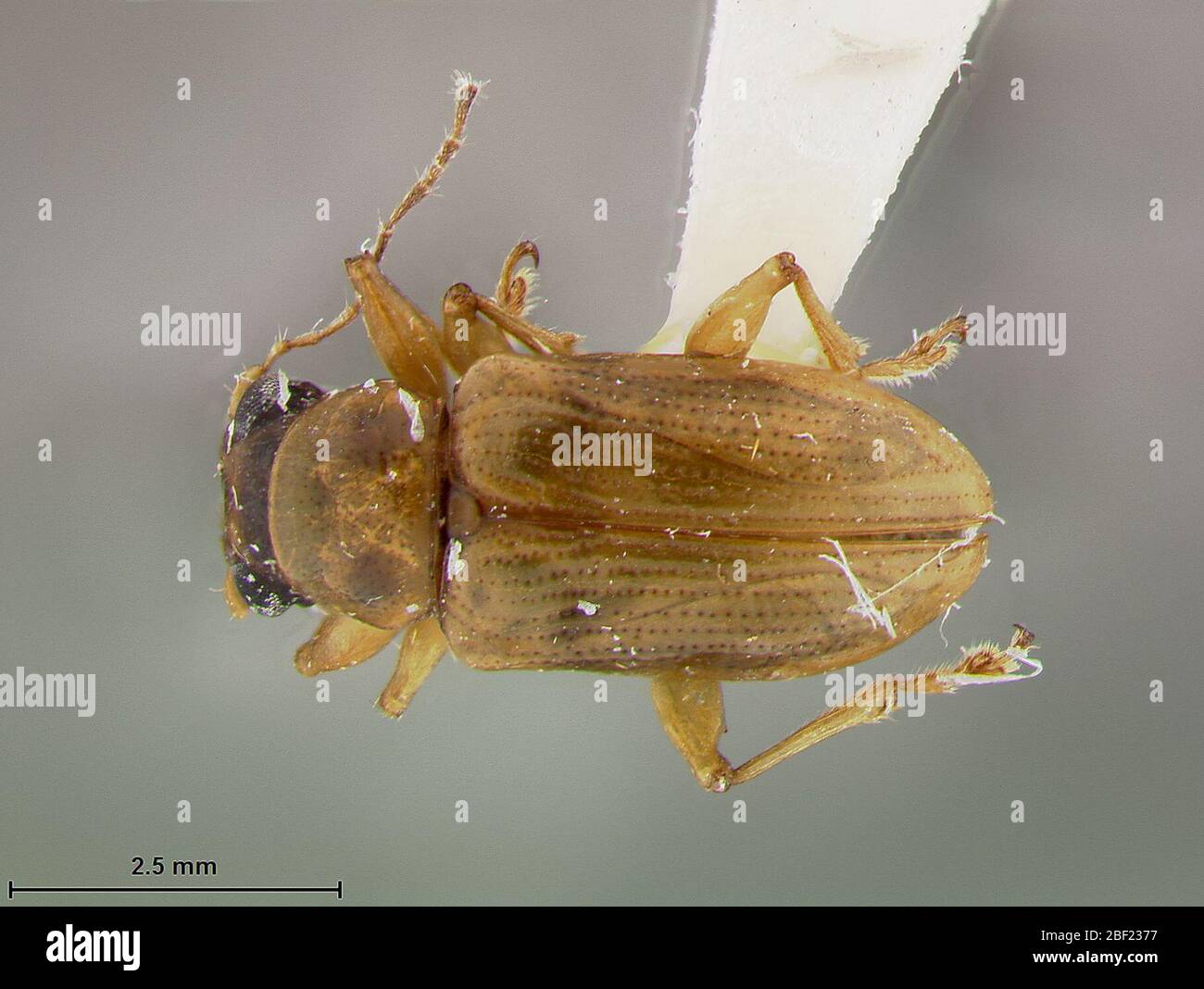 Prognathus hi-res stock photography and images - Alamy