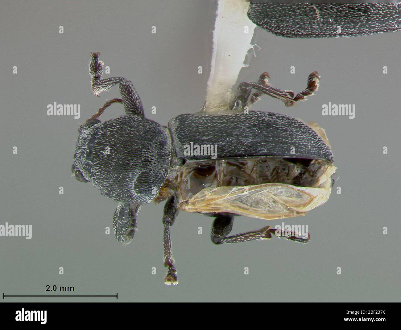 Myochrous hi-res stock photography and images - Alamy