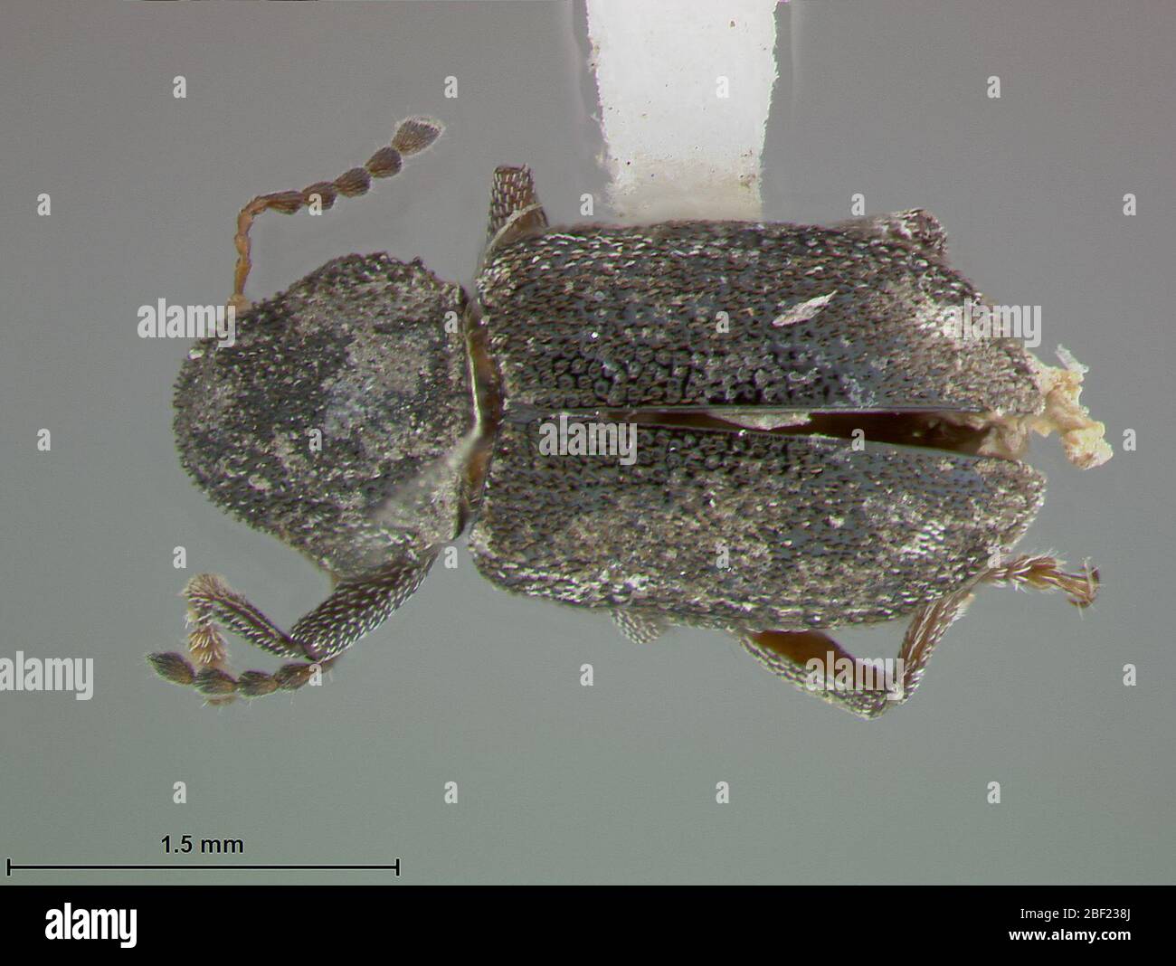 Myochrous hi-res stock photography and images - Alamy